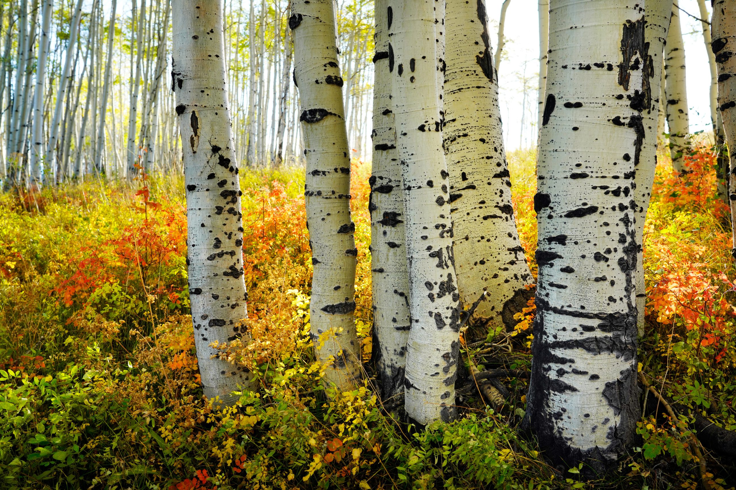 Experiences - Cornerstone Club